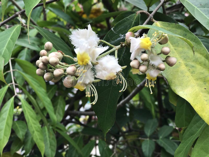 Flowers of Hiptage Benghalensis or Hiptage. Stock Photo - Image of ...