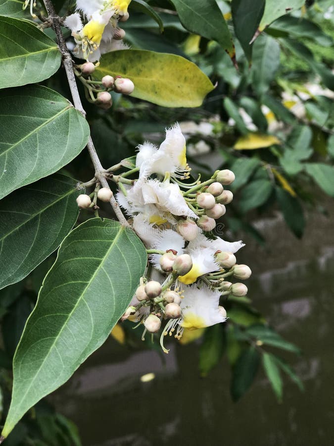 Flowers of Hiptage Benghalensis or Hiptage. Stock Image - Image of ...
