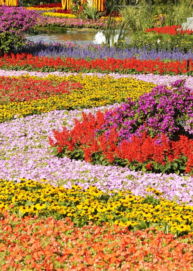 Flowers in holiday stock image. Image of vivid, colorful - 6532495