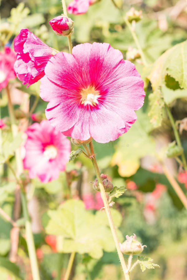 Pink Holly Hock Flower Stock Photos - Free & Royalty-Free Stock Photos ...