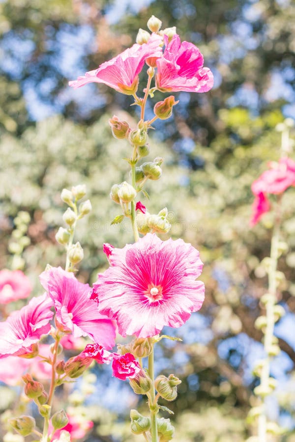 Pink Holly Hock Flower Stock Photos - Free & Royalty-Free Stock Photos ...