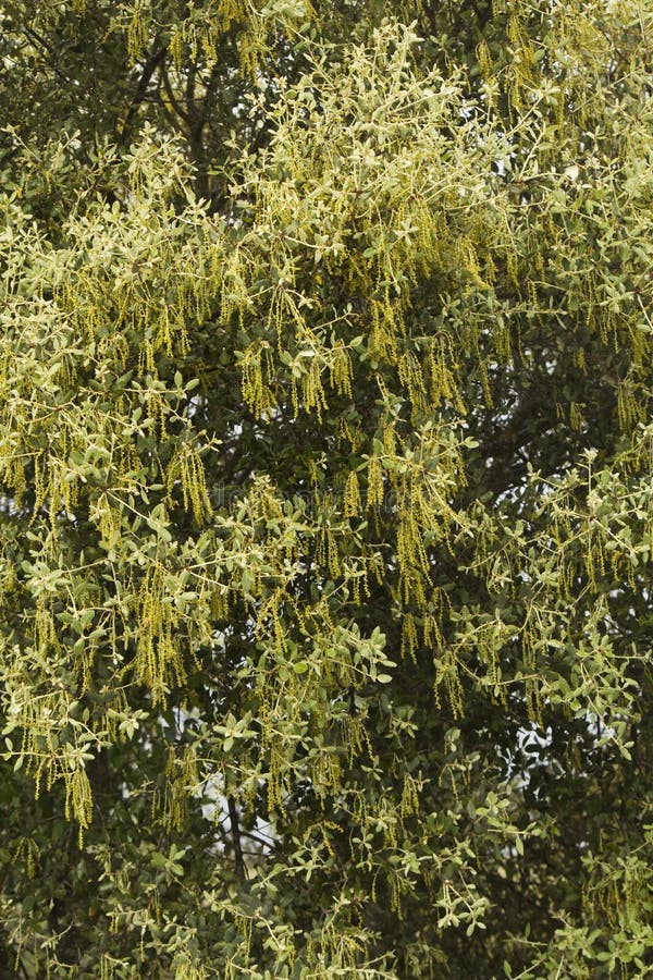 Flowers of Holm Oak (quercus Ilex) Tree Stock Photo - Image of bloom ...