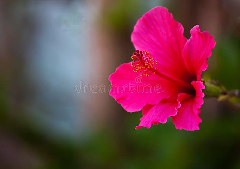 Flowers at Home Backyard Garden in a Spring Morning Stock Photo - Image ...