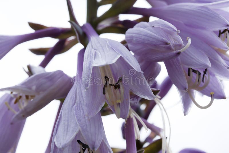 Flowers Hosts in Garden, Close-up Stock Photo - Image of decoration ...