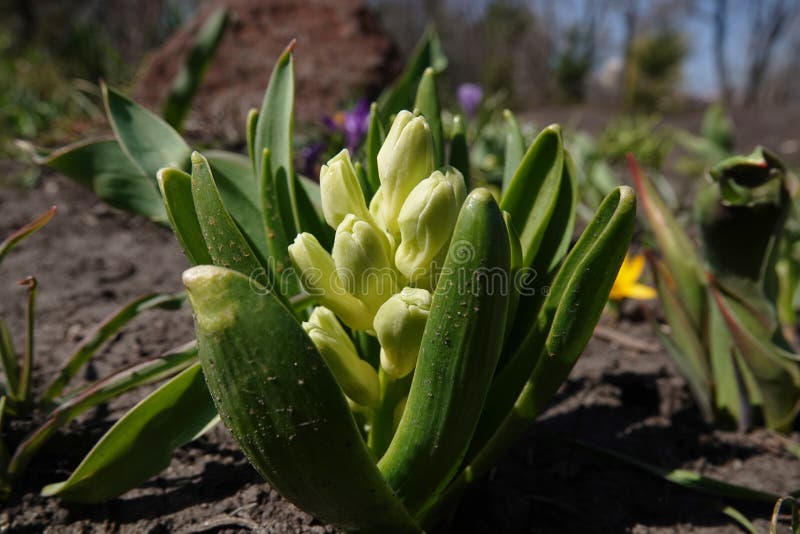 Flowers Hyacinth stock photo. Image of hyacinth, earth - 250894830