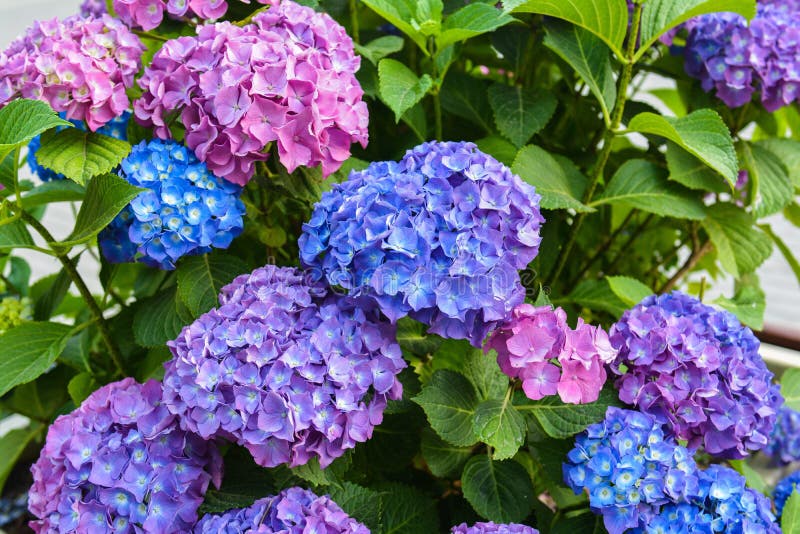 103,353 Hydrangea Stock Photos - Free & Royalty-Free Stock Photos from ...