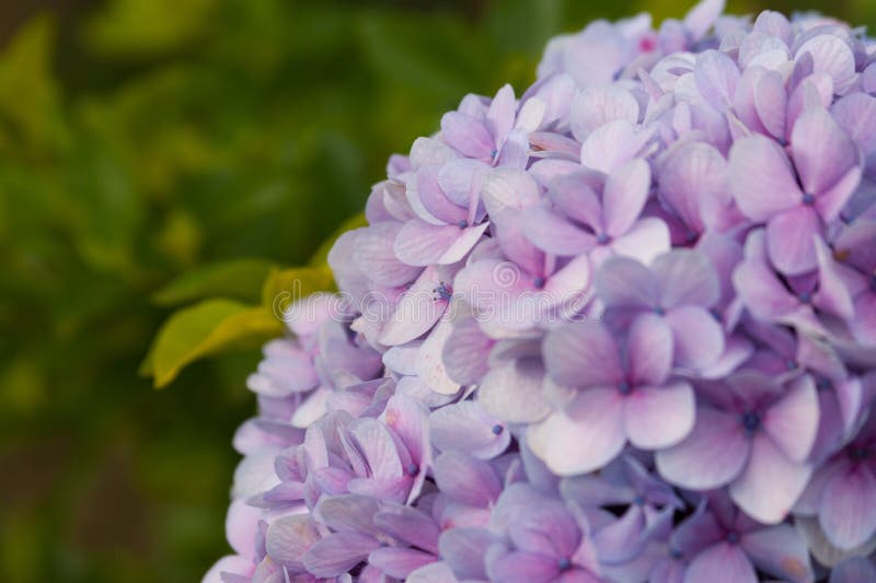 Flowers of Hydrangea Macrophylla or Hydrangeas Stock Image - Image of ...