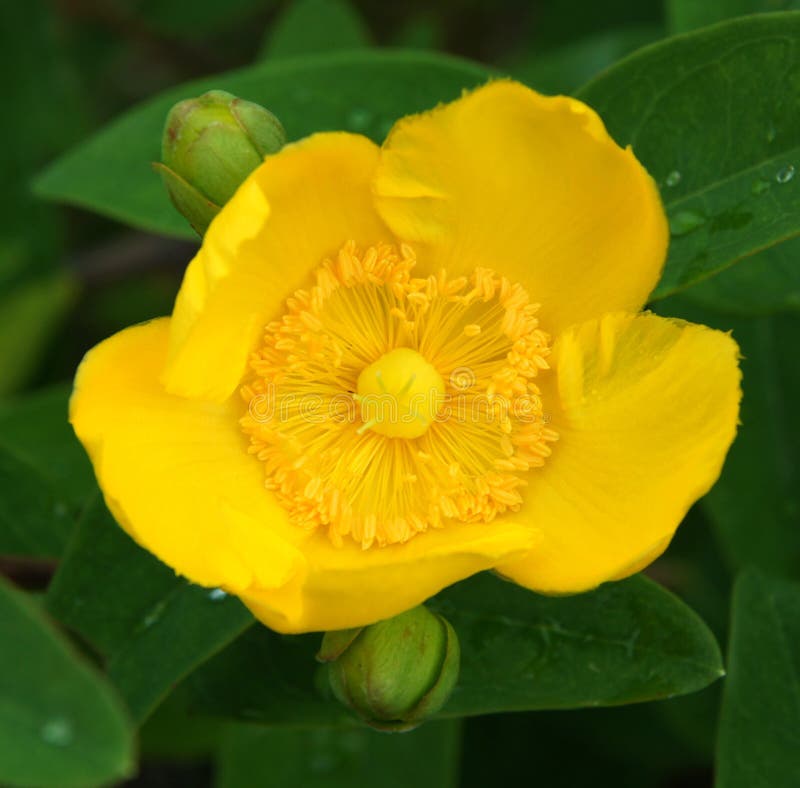Flowers of Hypericum Hookerianum Stock Image - Image of hypericum ...