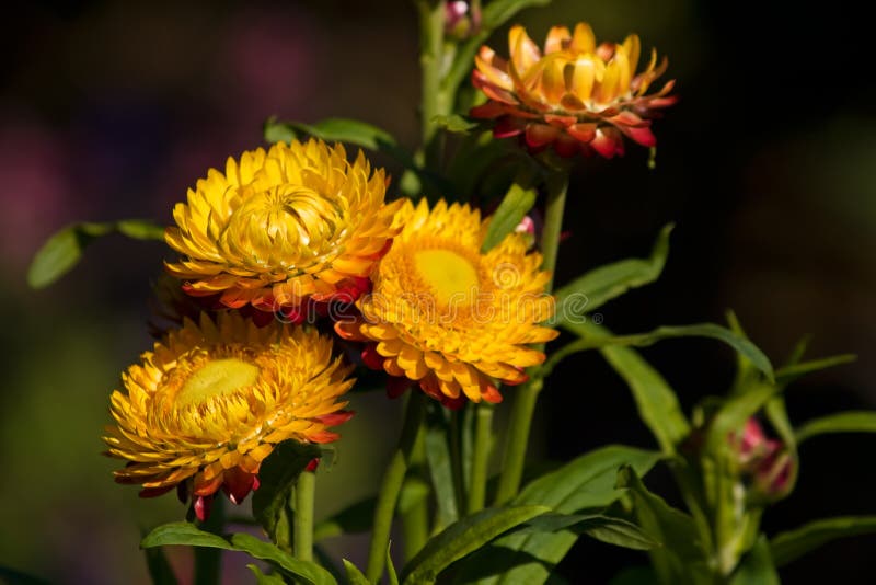 Helychrysum - Immortelle Flowers Stock Image - Image of botany, flora ...