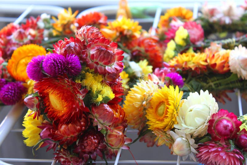 Helychrysum - Immortelle Flowers Stock Image - Image of botany, flora ...