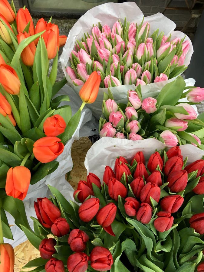 These flowers stock photo. Image of awesome, smell, incredible - 111434050