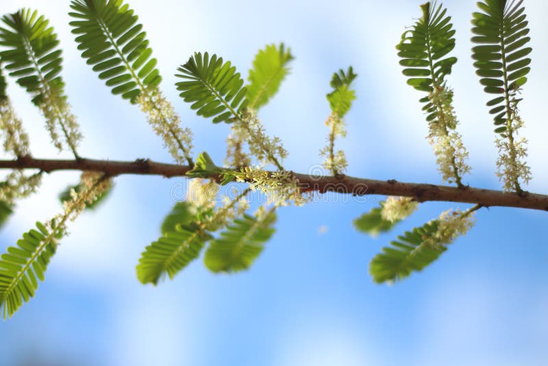 Flowers of Indian Gooseberry. Stock Photo - Image of tree, freshness ...