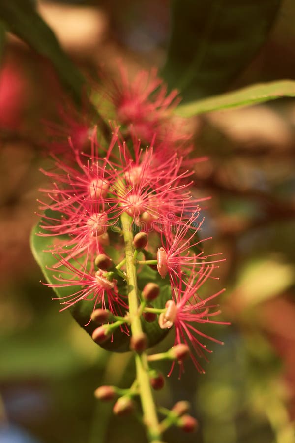 The Flowers of Indian Oak Tree Stock Image - Image of bovine, close ...