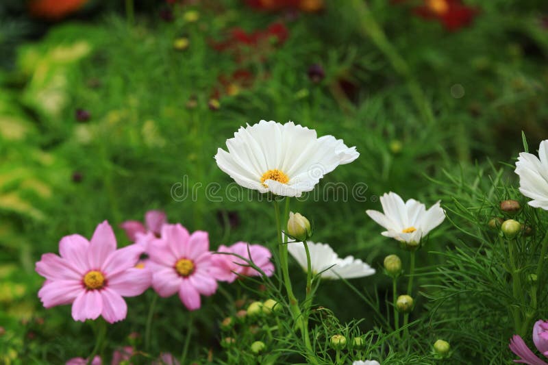 581 Beautiful Pictures Funerals Stock Photos - Free & Royalty-Free ...