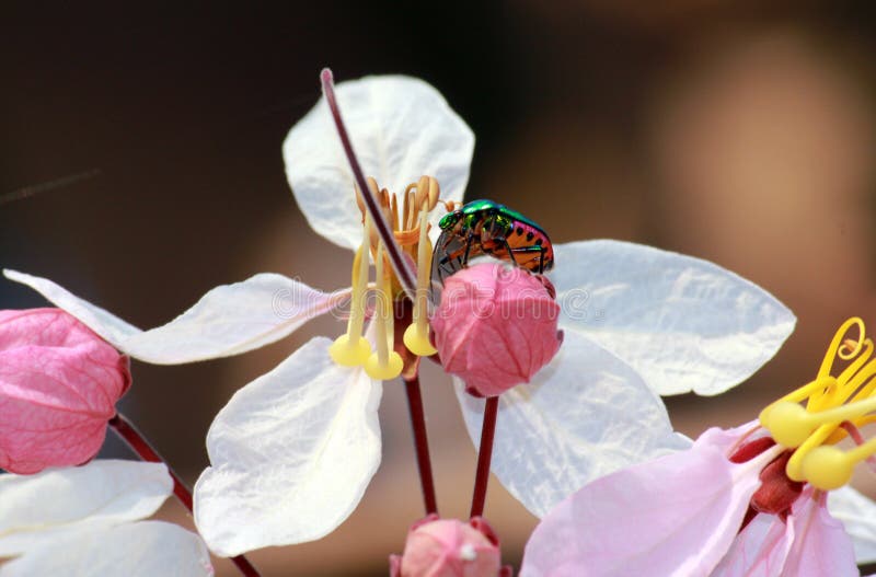 Flowers&Insect stock photo. Image of cute, light - 31718368