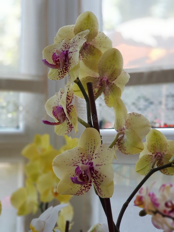 Flowers inside stock image. Image of home, plants, orchid - 127459865