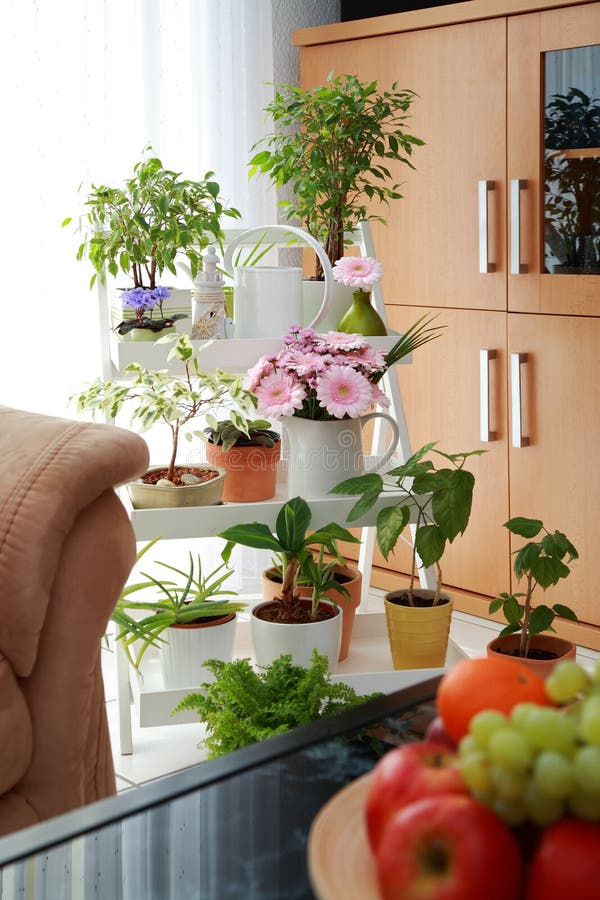 Flowers in interior stock photo. Image of green, home - 9895488