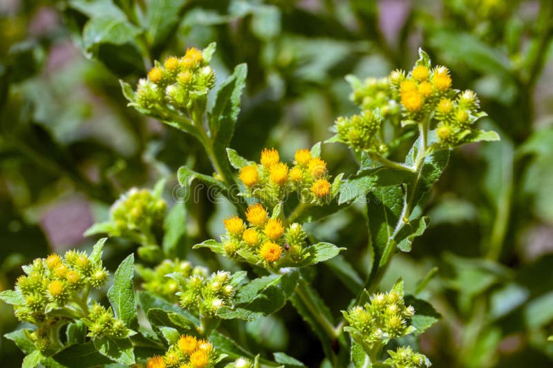 Flowers of Inula Thapsoides Stock Image - Image of garden, flower ...