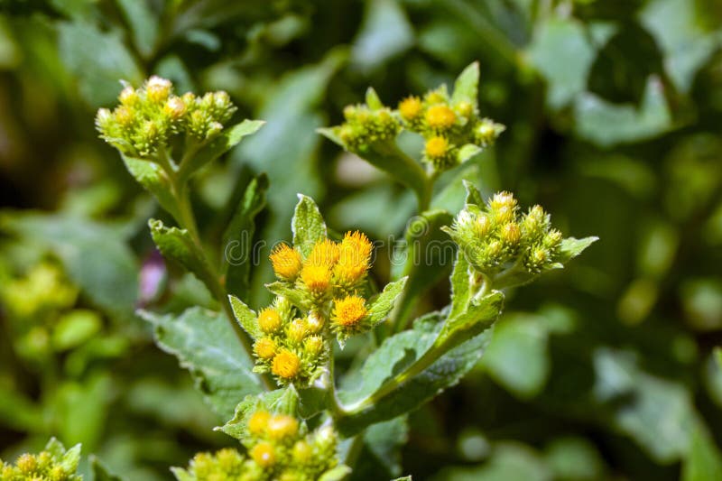 Flowers of Inula Thapsoides Stock Image - Image of garden, flower ...