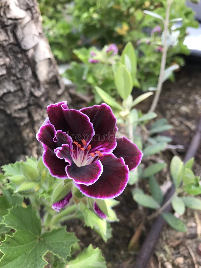 Lebanonflower Stock Photos - Free & Royalty-Free Stock Photos from ...