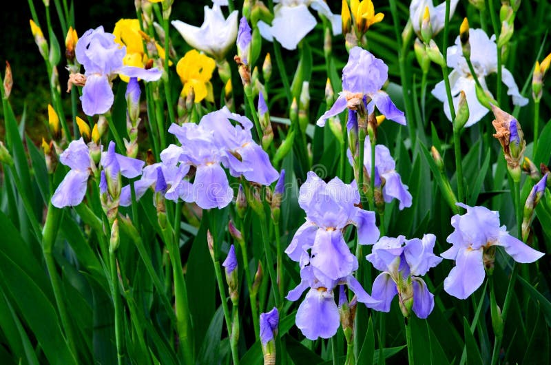 Flowers Iris Several Colors. Stock Photo - Image of growing, plant ...