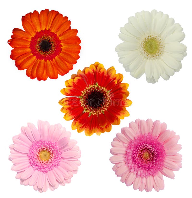 Isolated flowers stock image. Image of gerbera, pink, garden - 3140309
