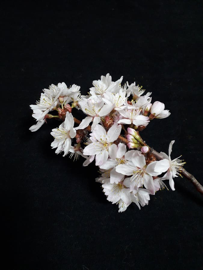 Princess Kay Stock Photos - Free & Royalty-Free Stock Photos from ...