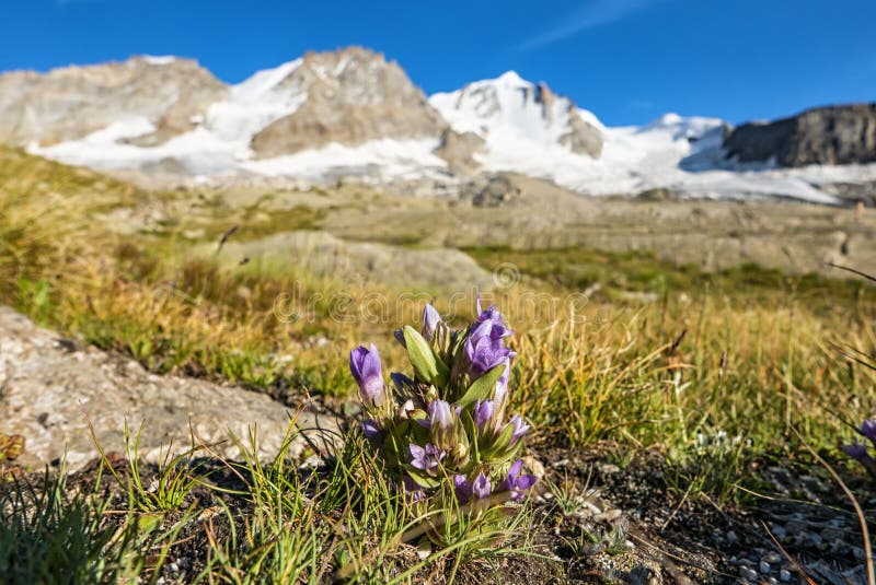 Flowers in the Italian Alps Stock Image - Image of cogne, background ...