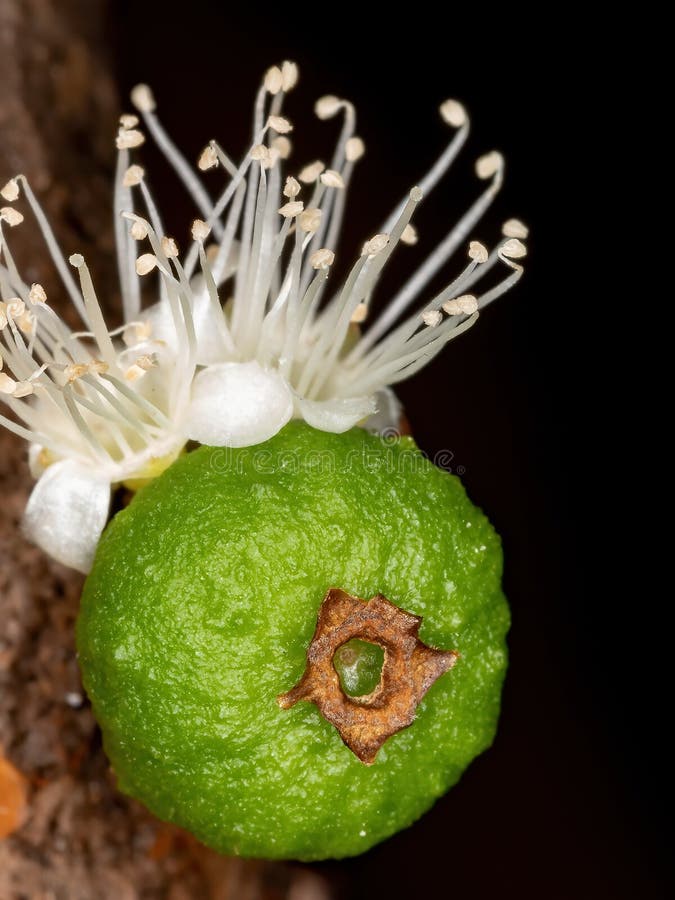 Flowers of a Jaboticaba Tree Stock Image - Image of botany, fruit ...