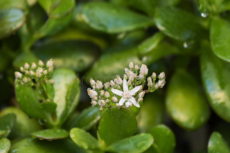 Flowers of a Jade Plant Filled Stock Image - Image of decoration ...