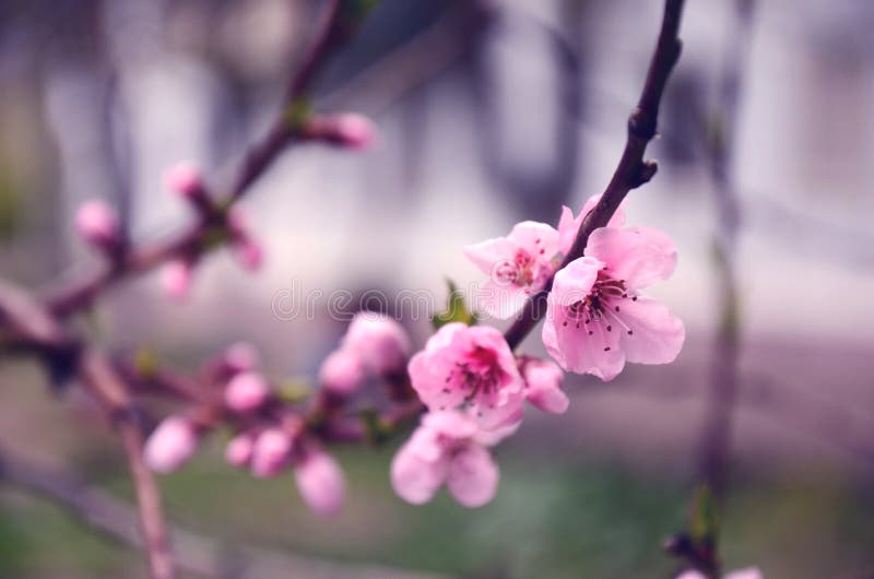 Flowers Japanese Peach on a Branch Stock Photo - Image of fine ...