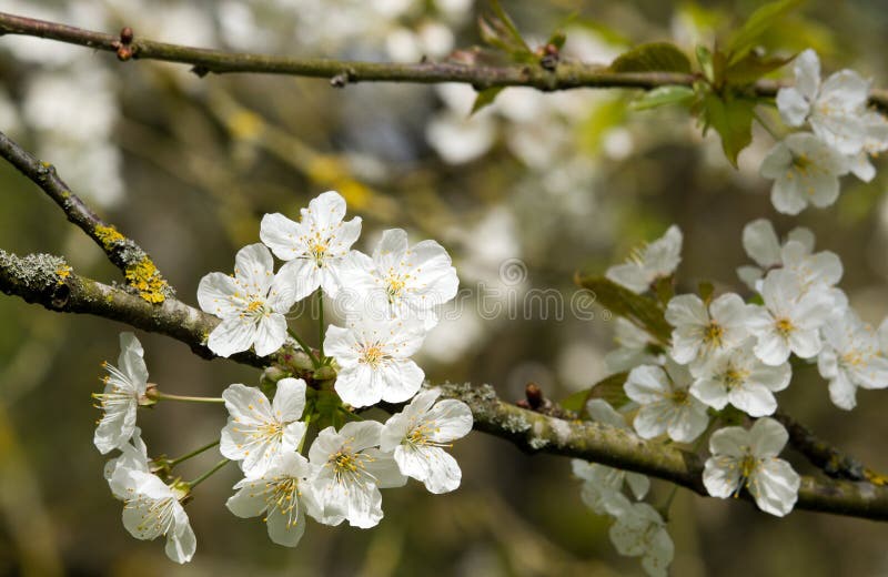 Flowers of Japanese White Cherry Trees. Stock Photo - Image of blooming ...