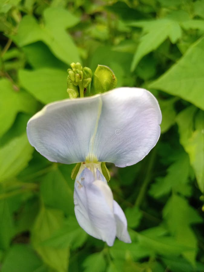 The Flowers of the Jicama Plant are Very Beautiful Stock Photo - Image ...