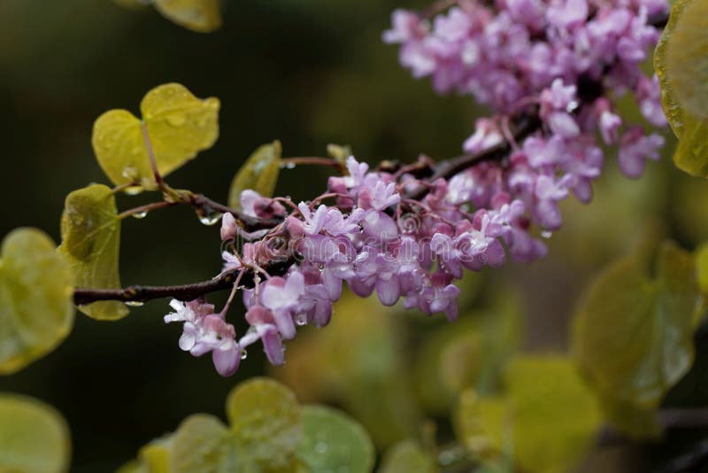 Flowers of a Judas Tree, Cercis Siliquastrum Stock Image - Image of ...