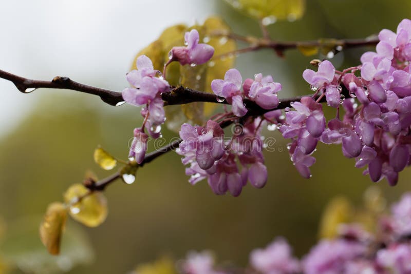 Flowers of a Judas Tree, Cercis Siliquastrum Stock Image - Image of ...