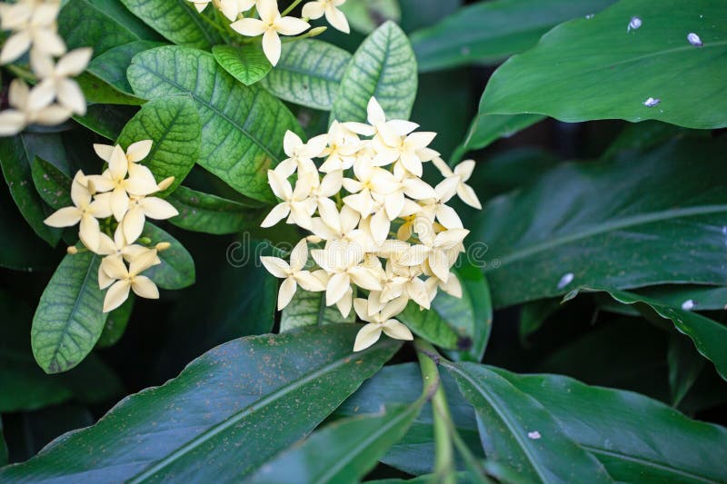 Flowers of a Jungle Geranium, Ixora Coccinea Stock Photo - Image of ...