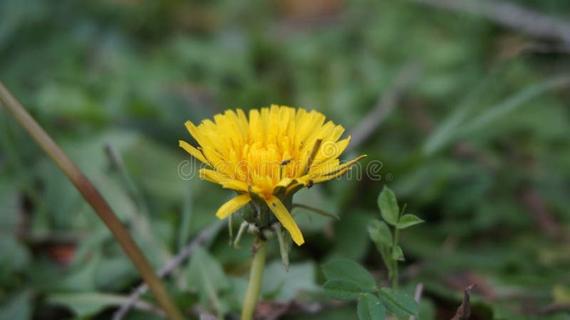 Flowers stock photo. Image of small, random, flower, flowers - 85309236