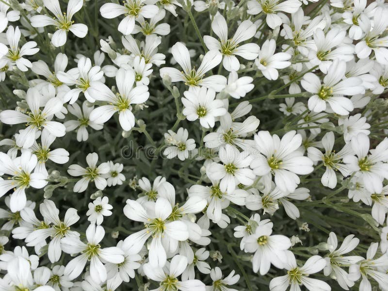 Flowers , Just White Small Flowers,but so Pretty Stock Photo - Image of ...