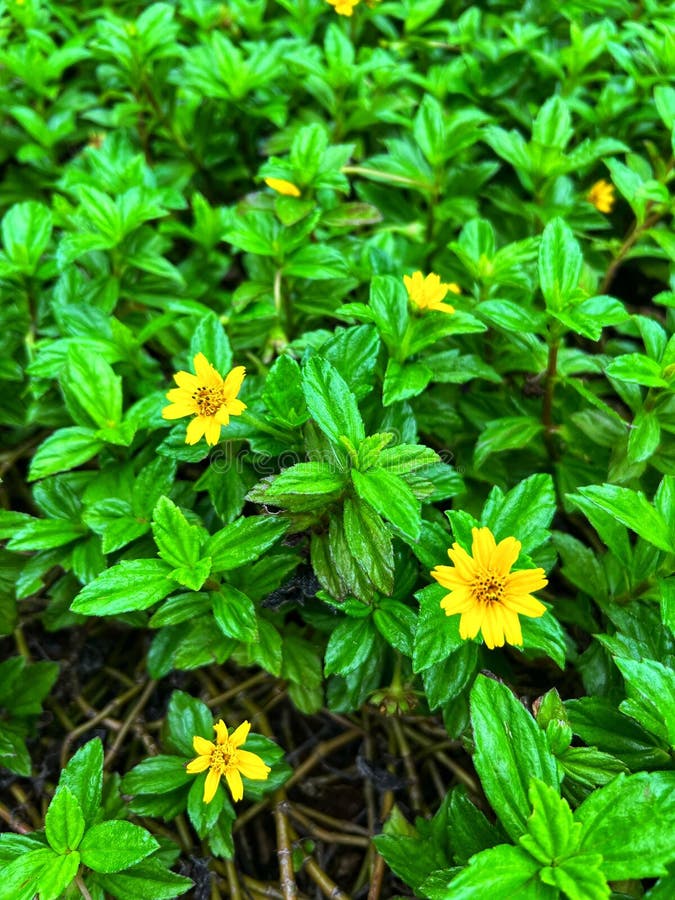 Flowers - Kammal Poovu stock photo. Image of botany - 269602454