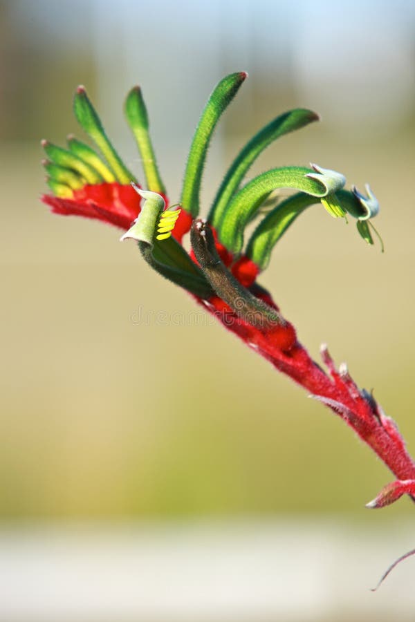 3,803 Australias Flg Stock Photos - Free & Royalty-Free Stock Photos ...