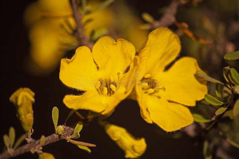Flowers of the Karoo Gold Rhigozum Obovatum Burch 14653 Stock Photo ...