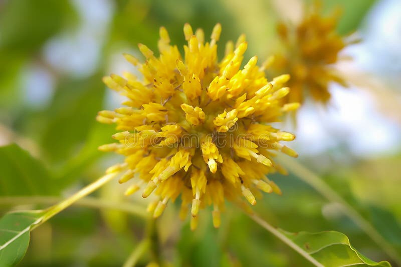 Object and nature stock photo. Image of flowers, trunk - 212581328