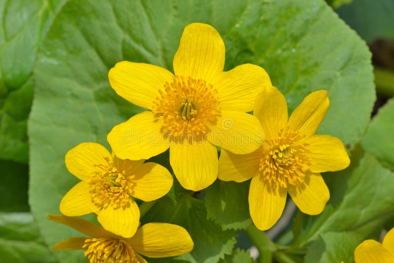 Flowers of kingcup 11 stock photo. Image of three, wild - 23412288