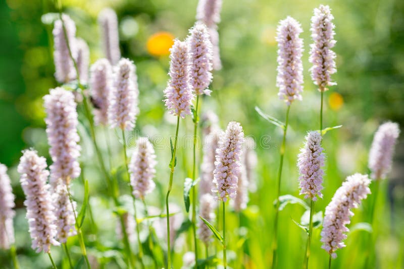 Flowers Persicaria in the Garden Stock Image - Image of ecology, petal ...