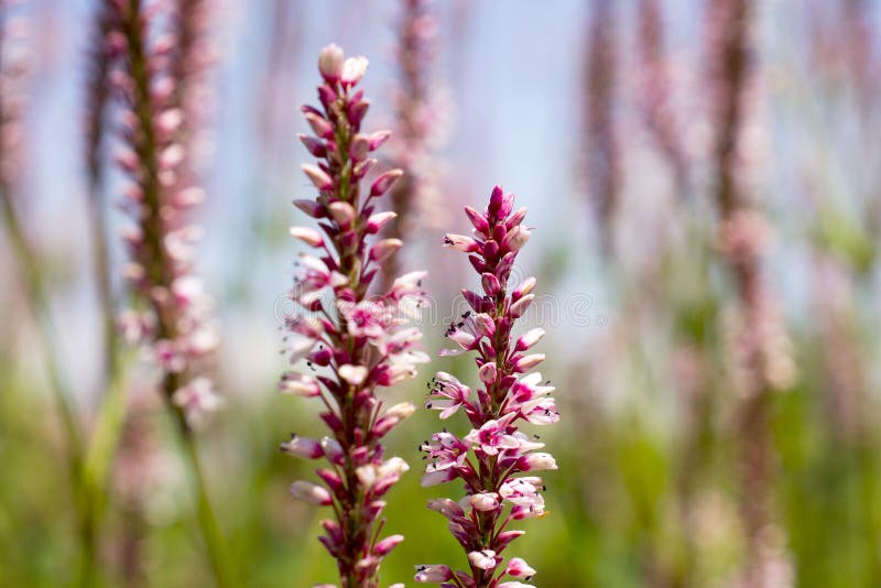Flowers of the Knotweed or Polygonaceae. Stock Photo - Image of herbs ...