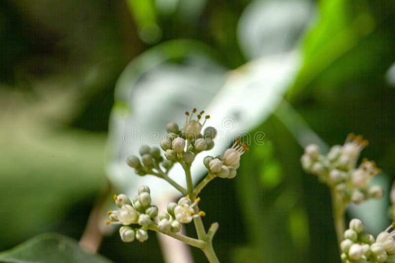 Flowers of a Korean Evodia, Tetradium Daniellii Stock Image - Image of ...