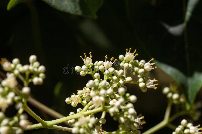 Flowers of a Korean Evodia, Tetradium Daniellii Stock Photo - Image of ...