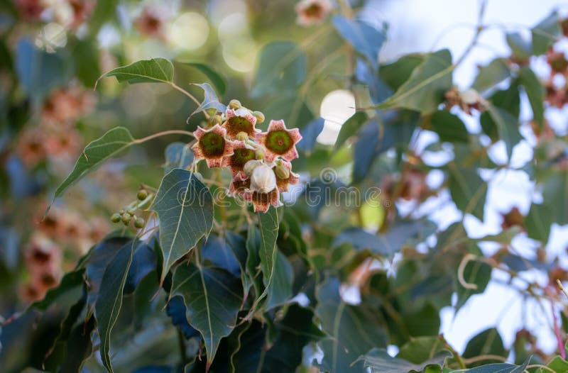 Flowers of a Kurrajong, Brachychiton Populneus Stock Image - Image of ...