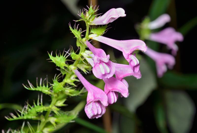 Flowers (Labiate) 1 stock image. Image of labiate, blossoming - 31161351