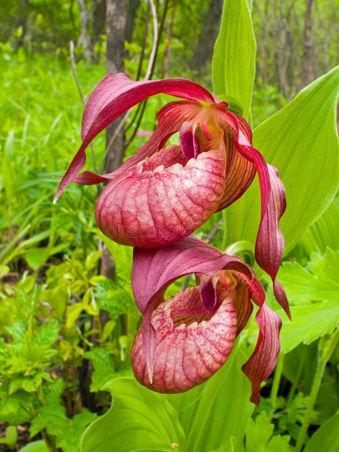 Lady Slipper stock photo. Image of lady, spring, forest - 1110466
